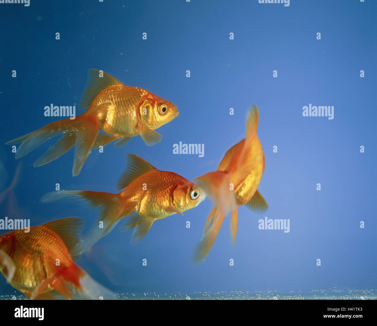 Schleier Schweif Goldfisch, vier, Carassius Auratus Auratus, Aquarium ...