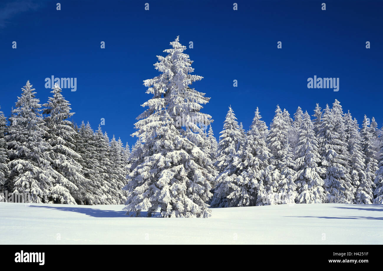 Nadelwald winter -Fotos und -Bildmaterial in hoher Auflösung – Alamy