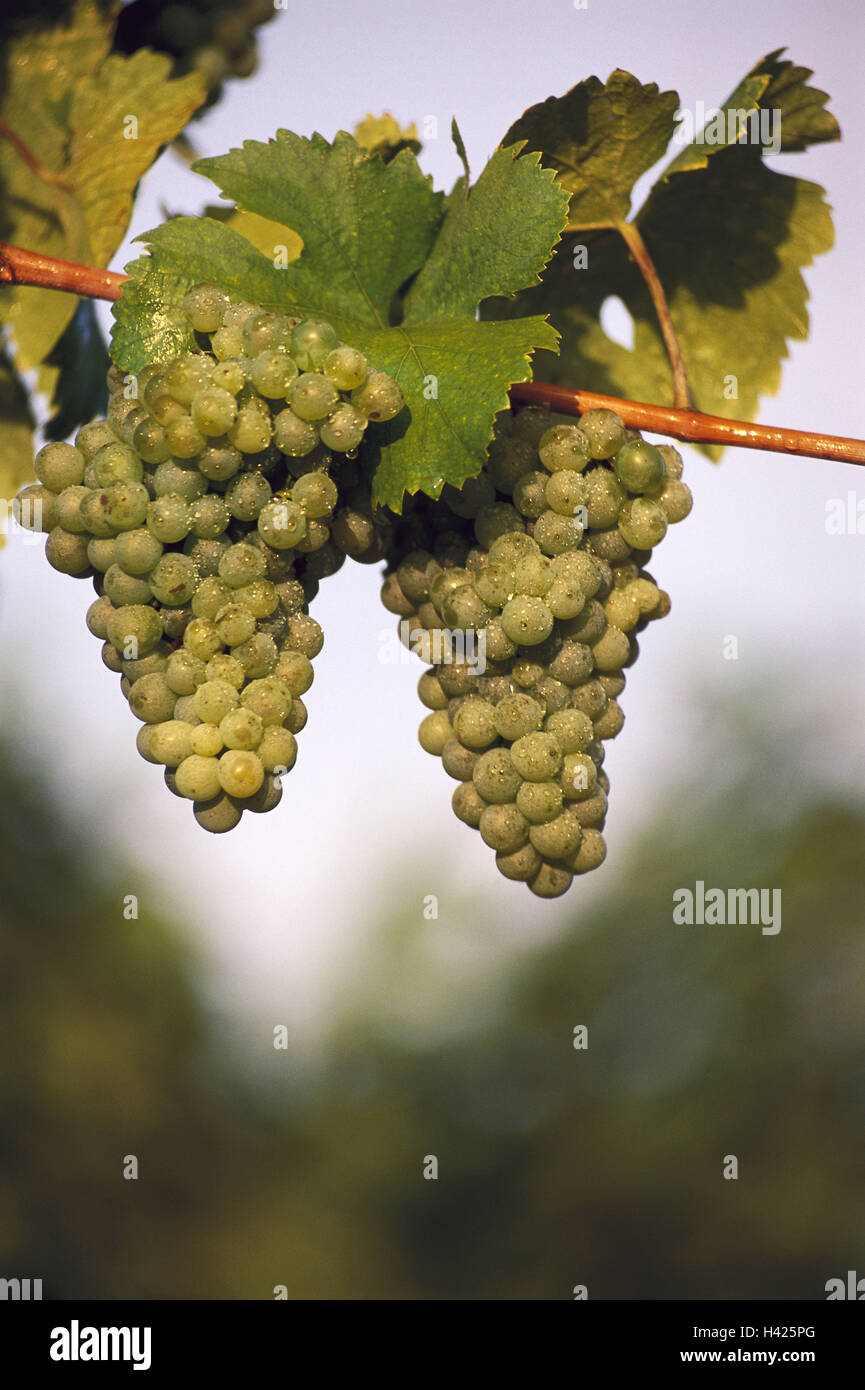 Nasse Trauben Stockfotos und -bilder Kaufen - Alamy