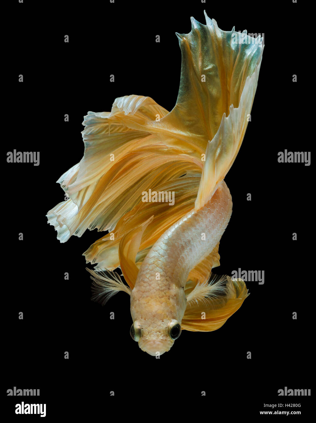 Gold fish black background -Fotos und -Bildmaterial in hoher Auflösung ...