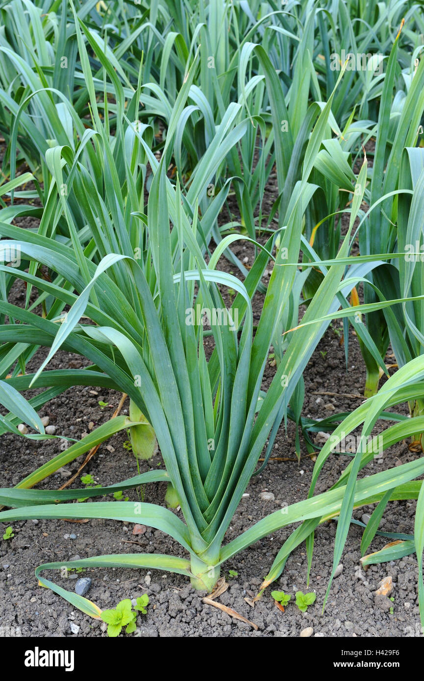 Lauch wachsender garten -Fotos und -Bildmaterial in hoher Auflösung – Alamy