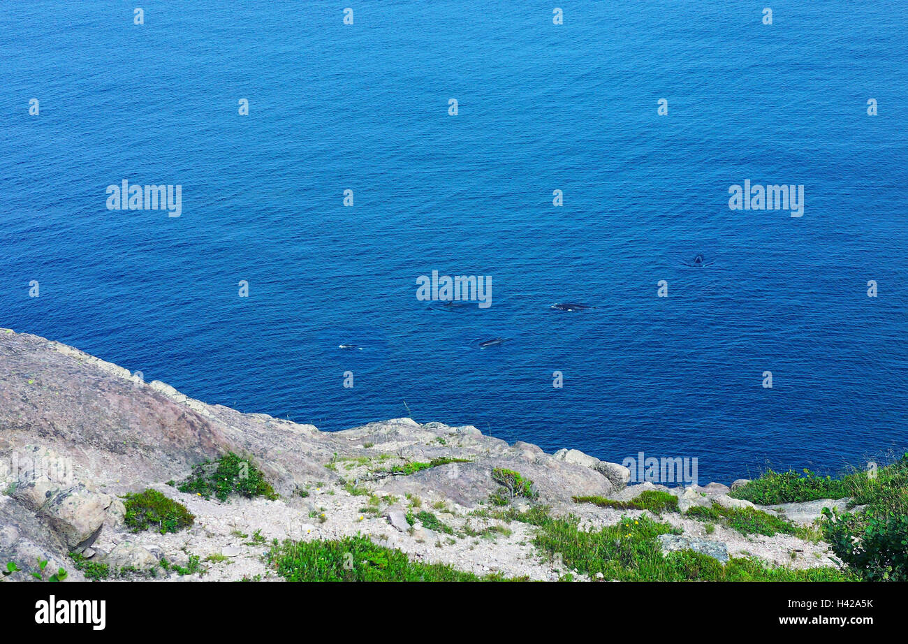Insel der blauen delfine -Fotos und -Bildmaterial in hoher Auflösung ...