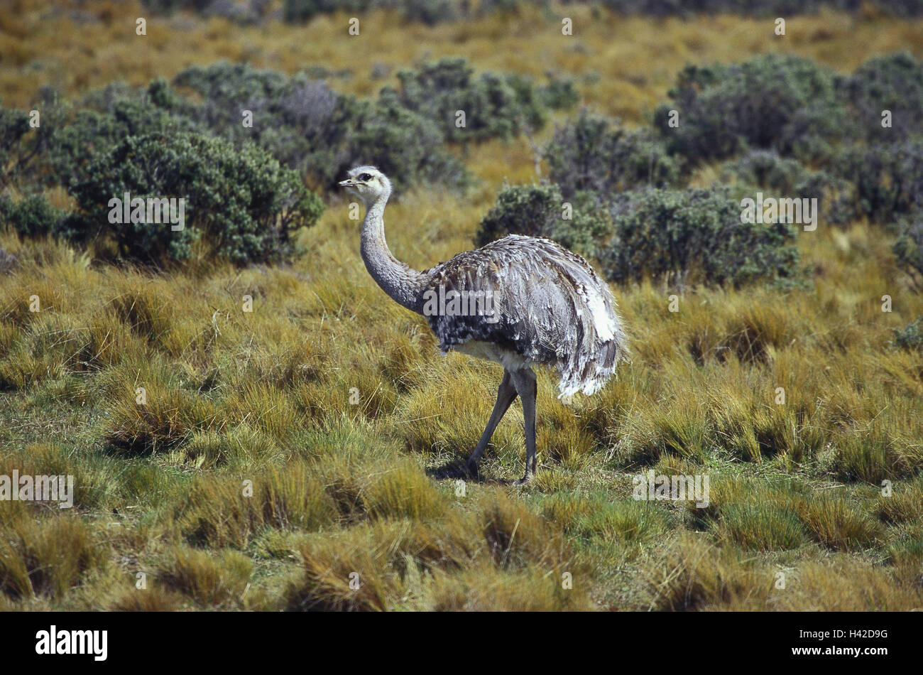 Lebensraum pampa -Fotos und -Bildmaterial in hoher Auflösung – Alamy