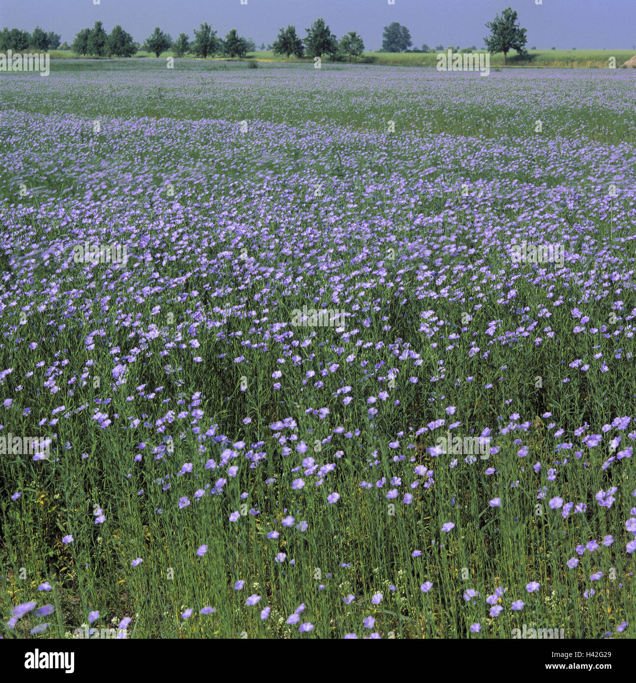 Flachs-Feld, Blüte, Heilpflanzen 2005 Bereich Landschaft, Landschaft ...