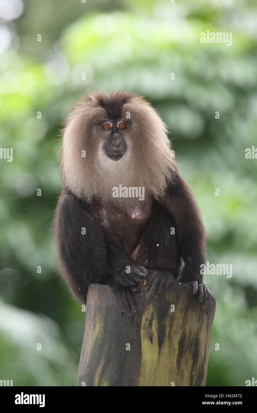Bart affe -Fotos und -Bildmaterial in hoher Auflösung – Alamy