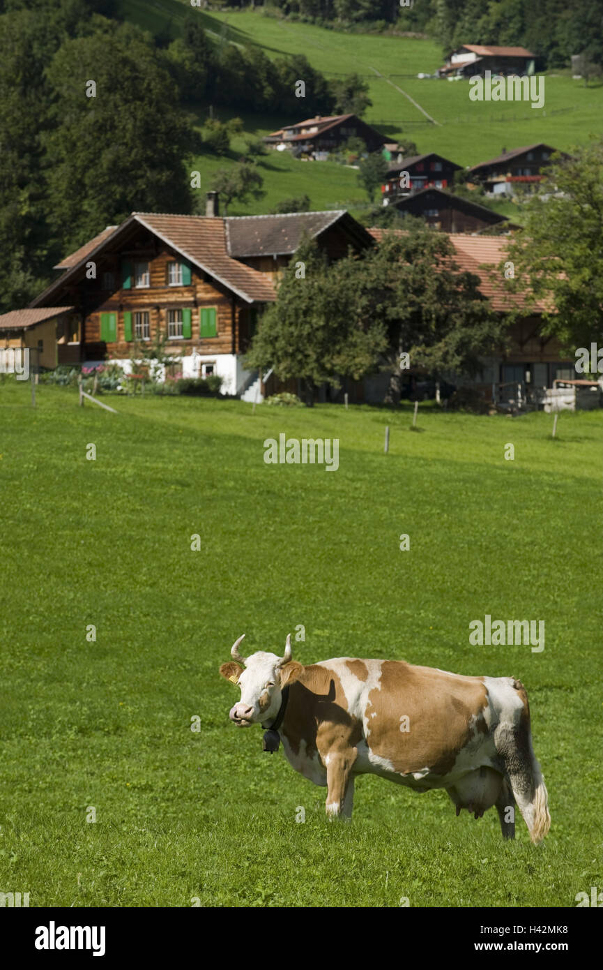 Schweiz, Berner Oberland, Wiese, Kuh, Sommer Stockfotografie - Alamy
