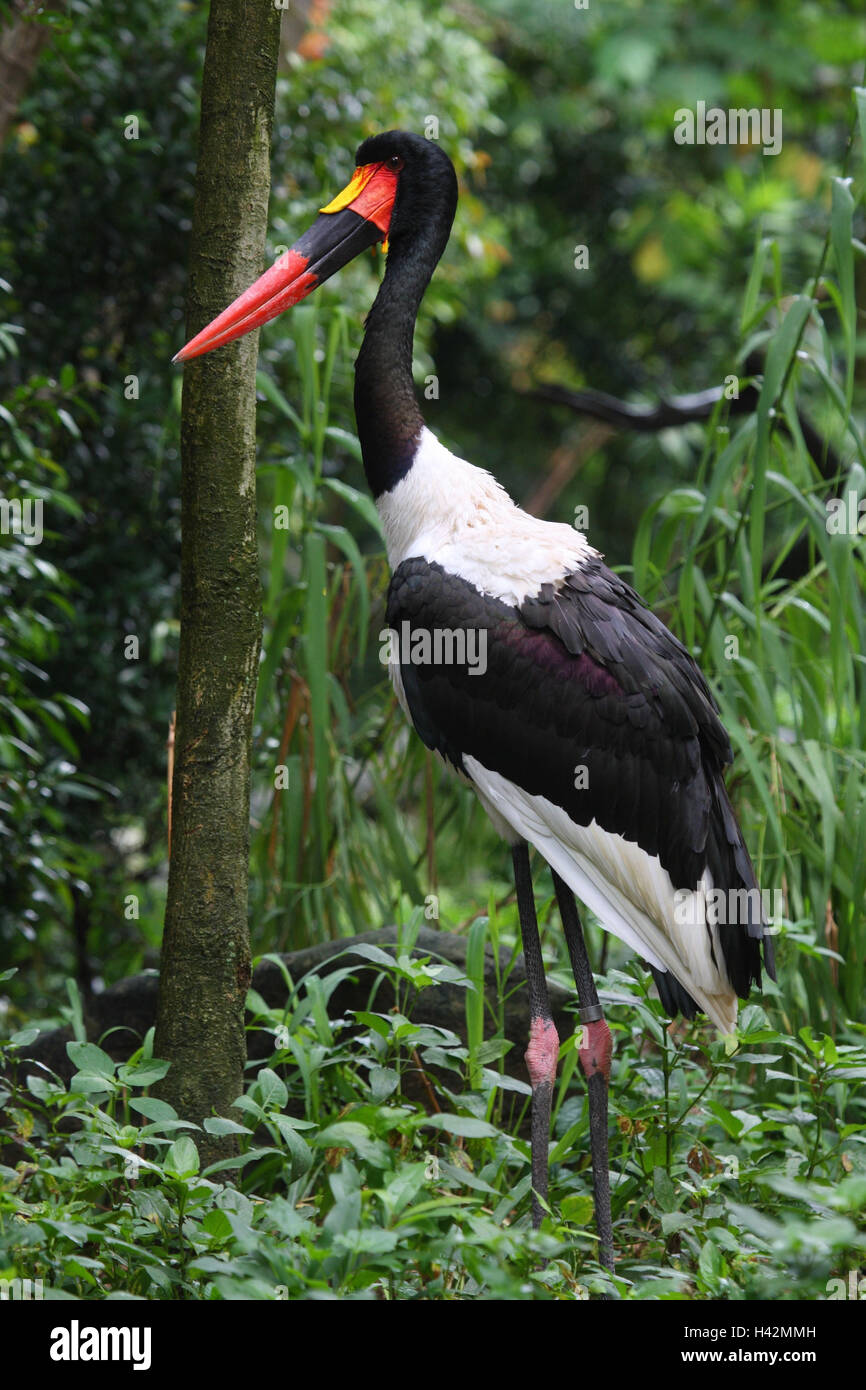 Col storch -Fotos und -Bildmaterial in hoher Auflösung – Alamy