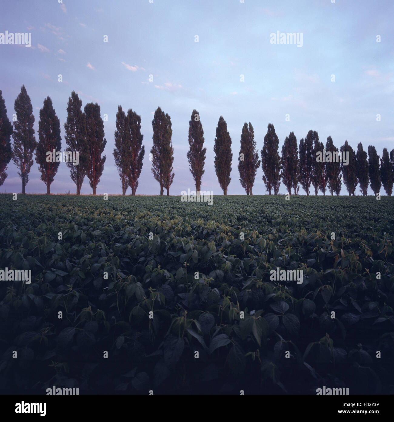 Feld, Tree-Serie, Pyramide Pappeln, Herbst, Natur, Jahreszeit ...