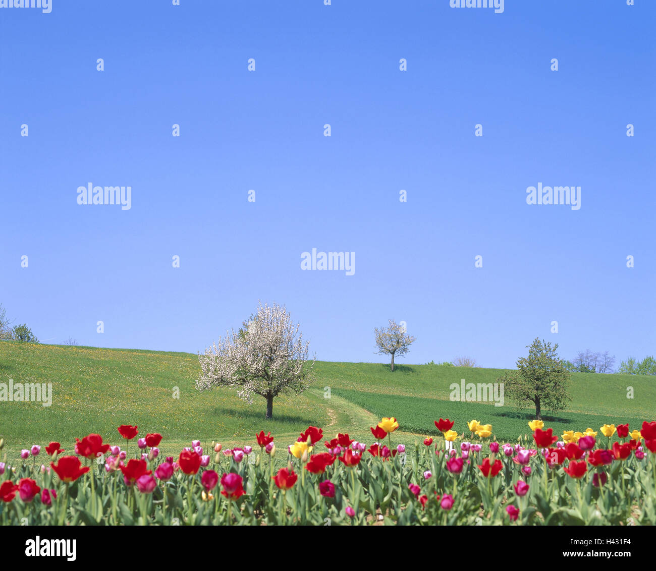 Schweiz, Kanton Adler Region, Rheinfelden, Feld, Landschaft, Tulpe ...