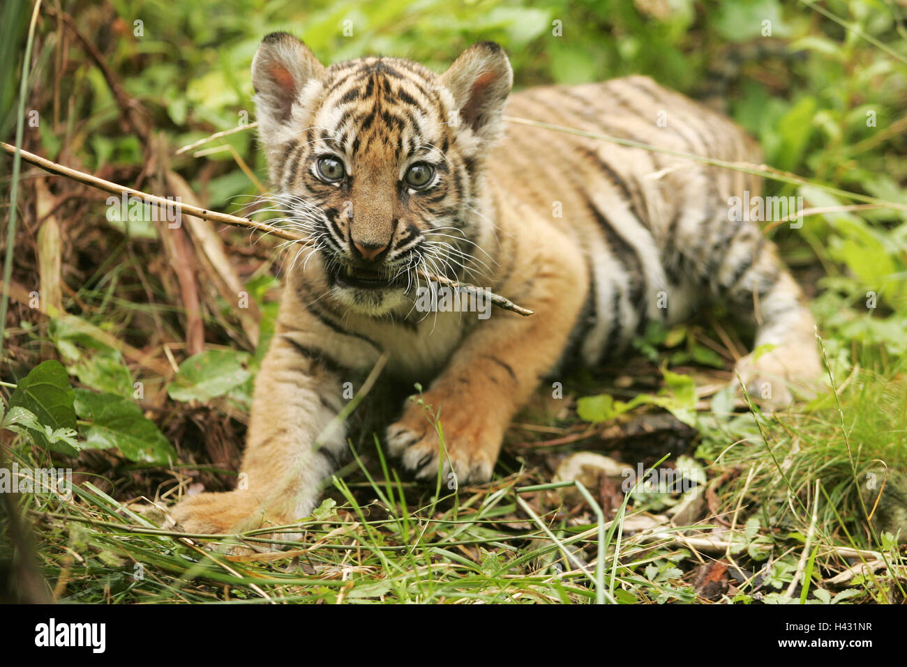 Zoo, Sumatra-Tiger, Panthera Tigris, Sumatrae, Jungtier, spielen ...