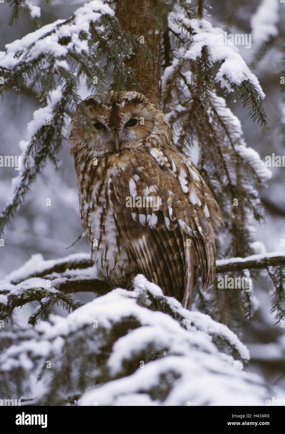 Wald, Wald-Kauz, Strix Aluco, Wachsamkeit, Winter, Nadelbaum, Tierwelt ...