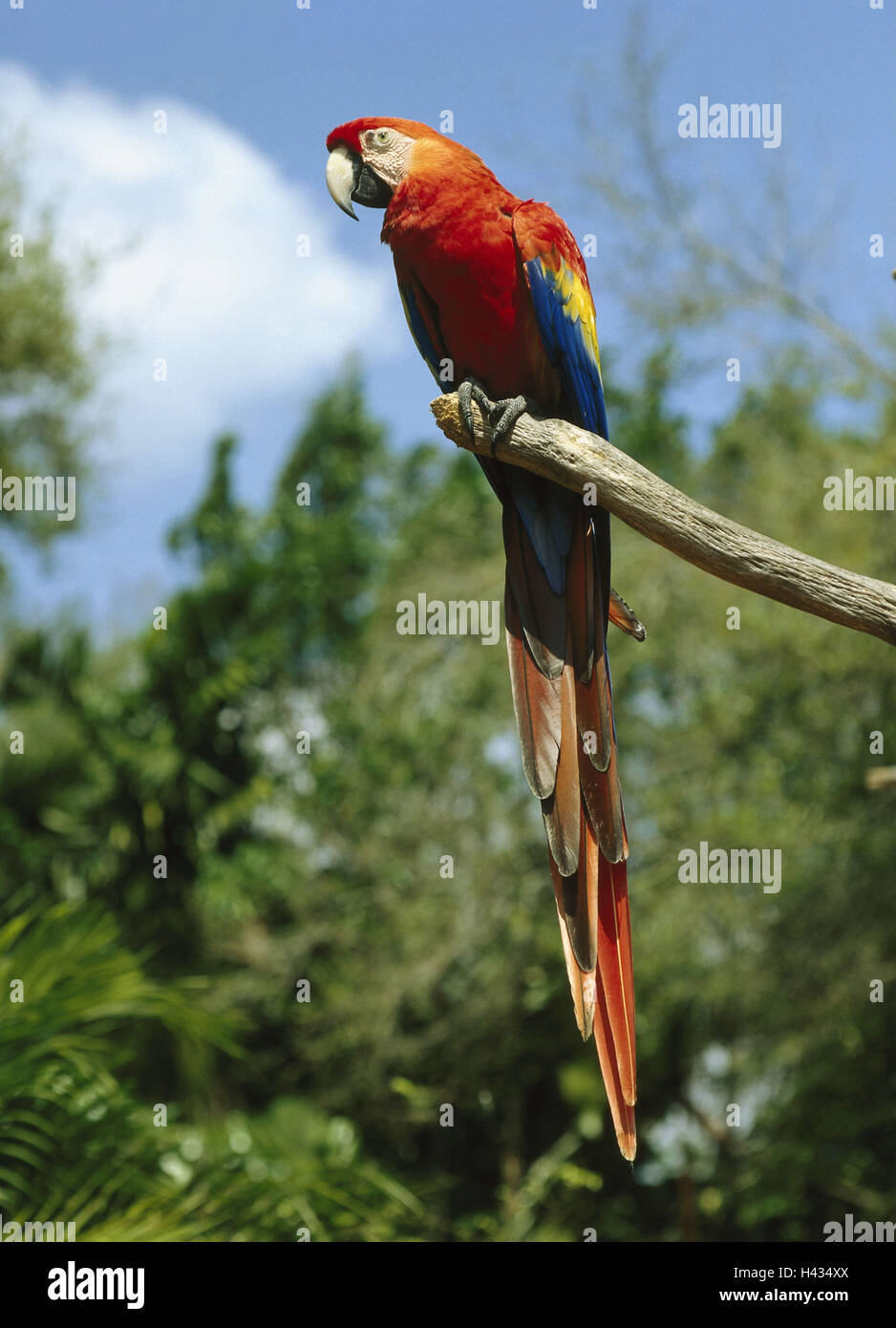 Zweig, Hellroter Ara, Ara Macao, Tierwelt, Tier, Vogel, Papagei ...