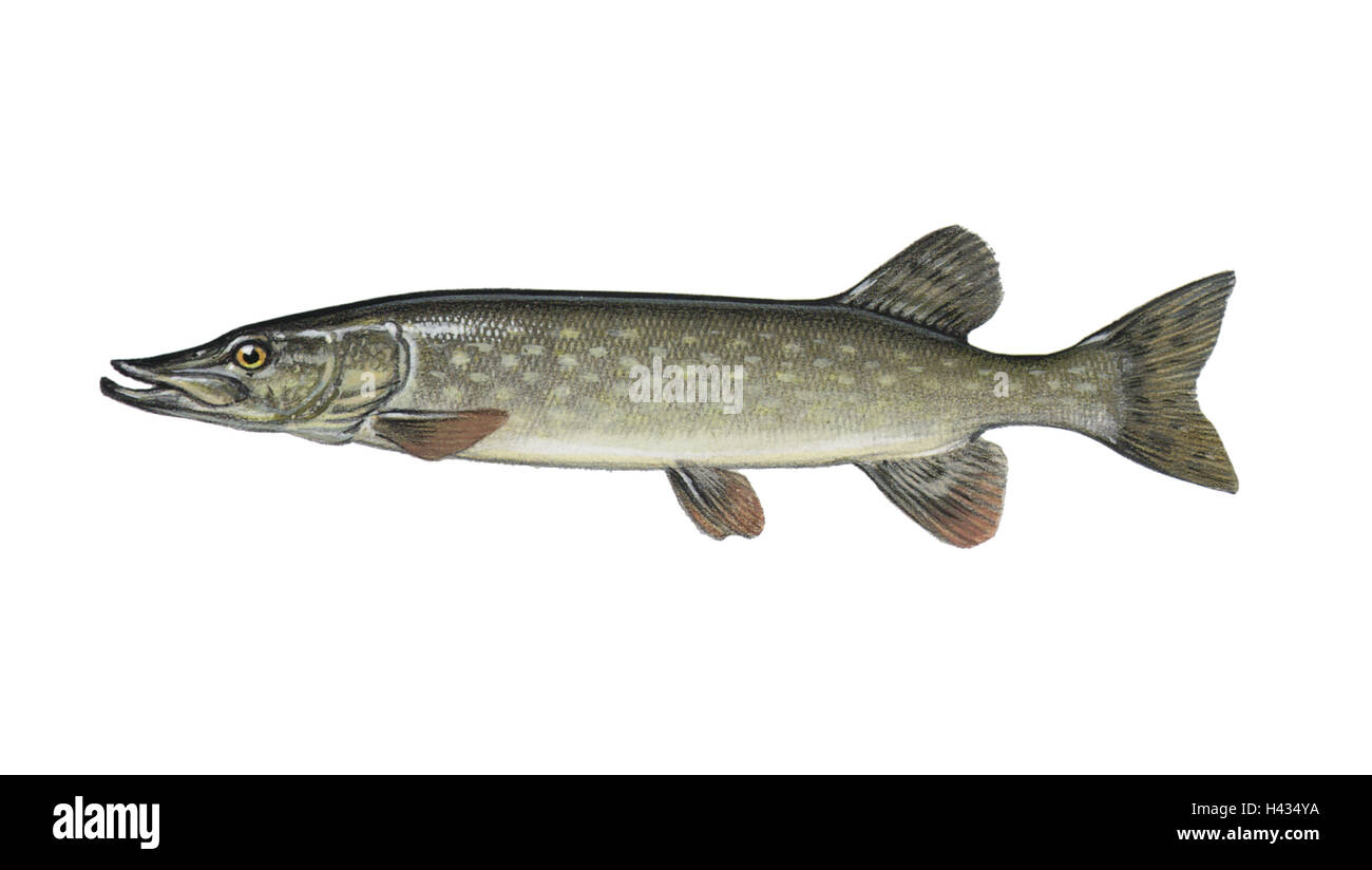 Illustration, europäische Hecht, Esox Lucius, nicht frei für Buch ...