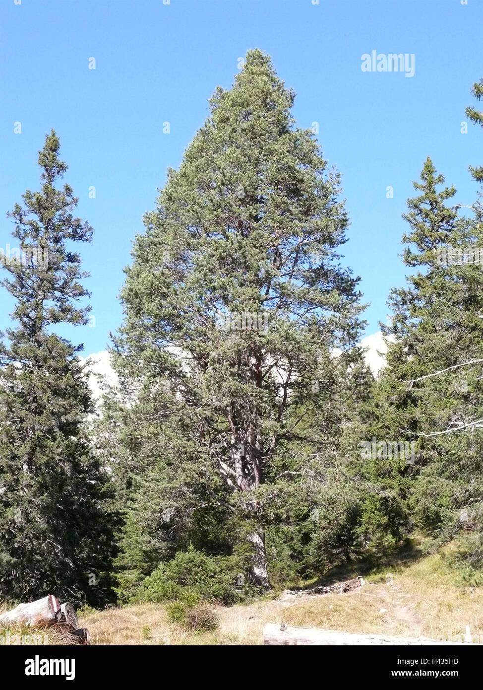 Berg-Wald, Zirbelkiefer, Pinus Cembra, Berg-Region, Berge, Natur ...
