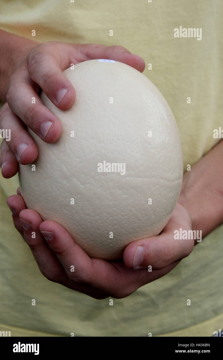 Mann hält Straußenei, Detail, Hände, Ei Stockfotografie - Alamy