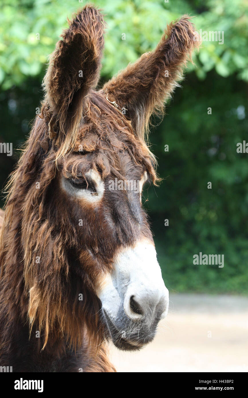 Esel Kopf Stockfotos und -bilder Kaufen - Alamy