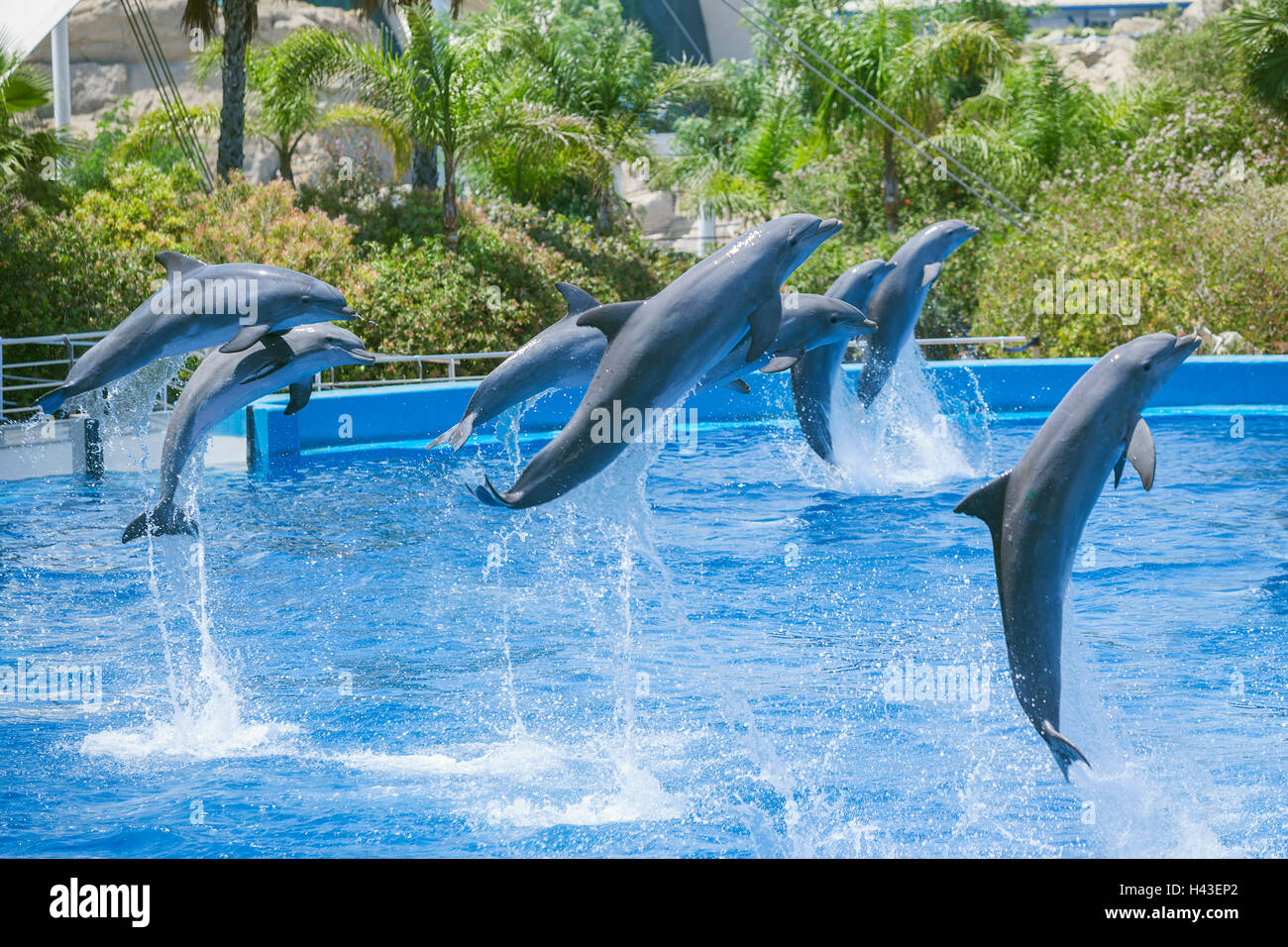 Delphine fliegen -Fotos und -Bildmaterial in hoher Auflösung – Alamy