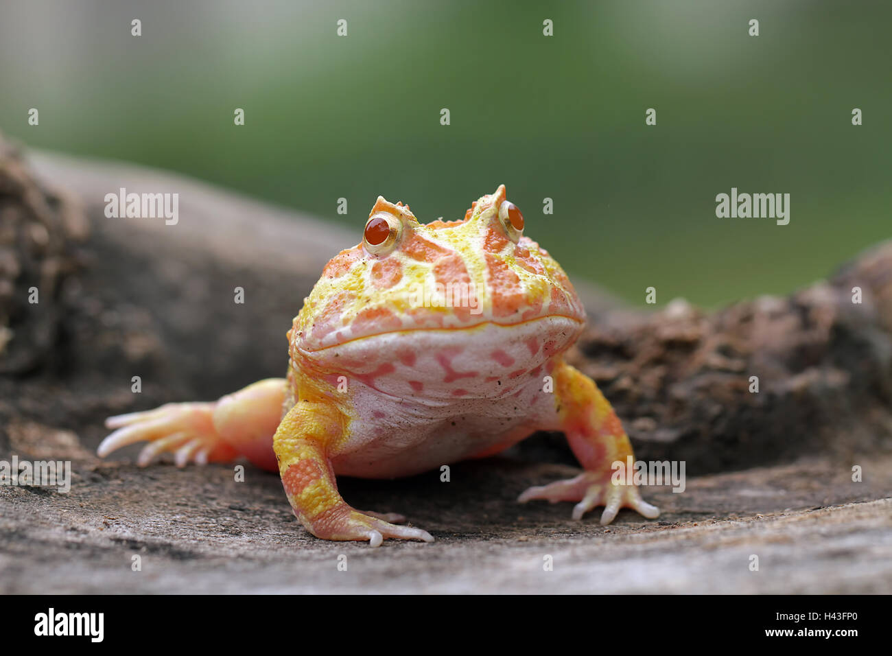 Pacman frog -Fotos und -Bildmaterial in hoher Auflösung – Alamy