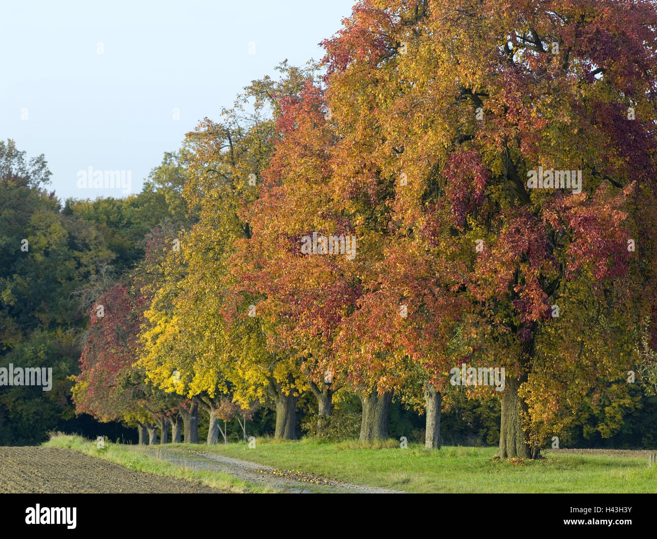 Pear Tree Autumn Tree Broad Leaved Stockfotos und -bilder Kaufen - Alamy
