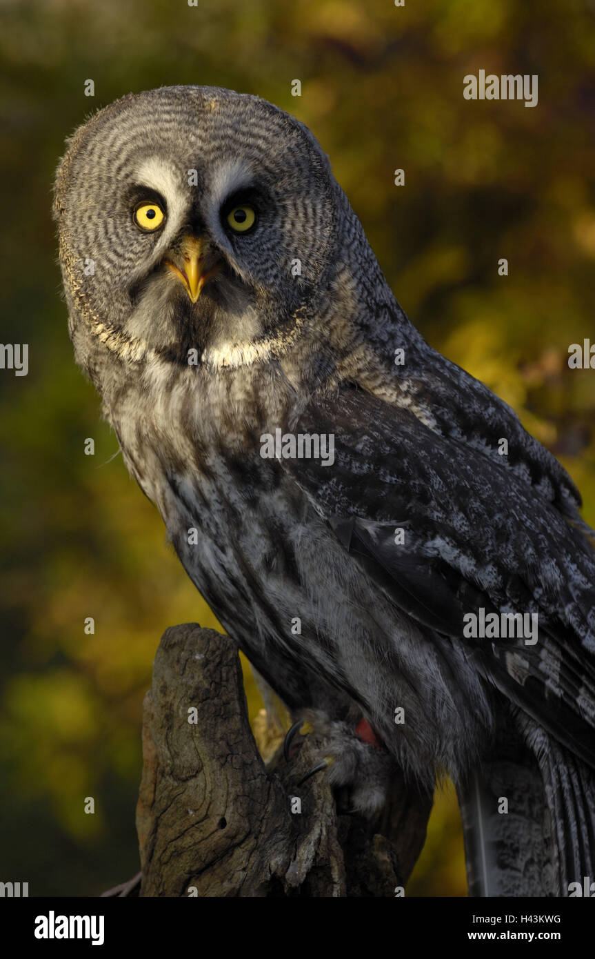 Leichte eule -Fotos und -Bildmaterial in hoher Auflösung – Alamy