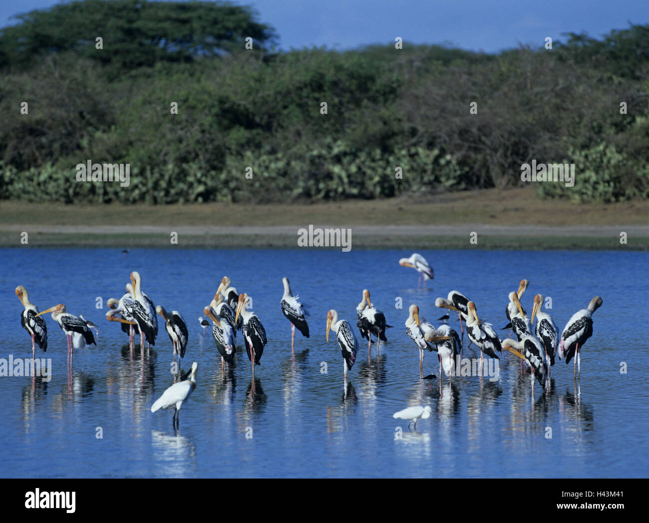 Tiere des bharatpur nationalparks -Fotos und -Bildmaterial in hoher ...