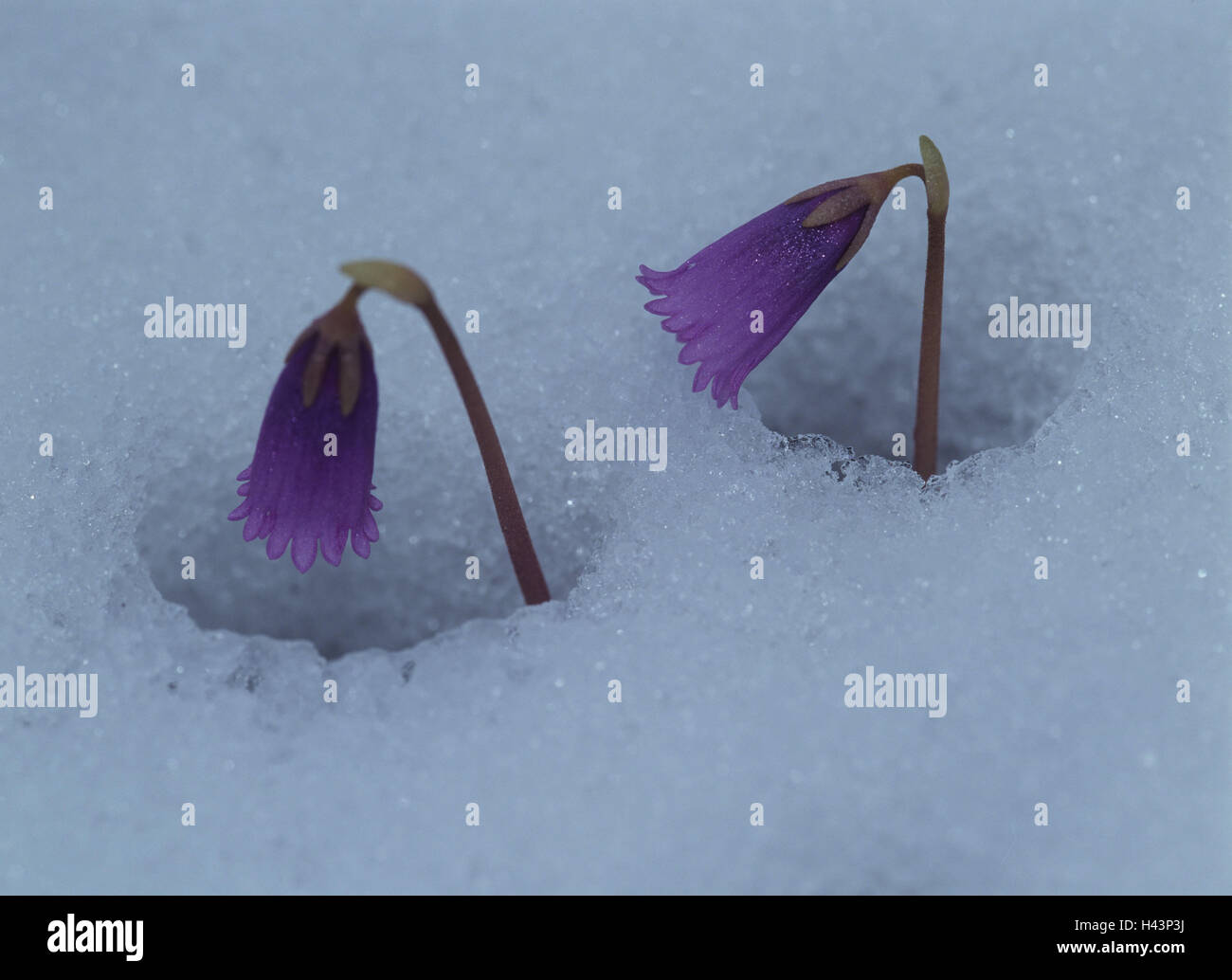 Soldanella alpina snow -Fotos und -Bildmaterial in hoher Auflösung – Alamy