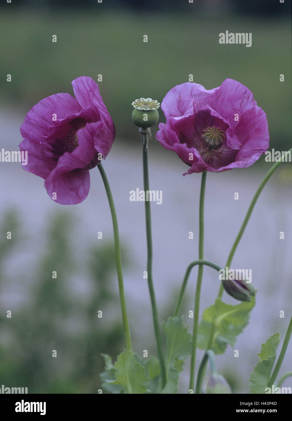 Papaver Somniferum, Schlafmohn Samen, Blüten Stockfotografie - Alamy