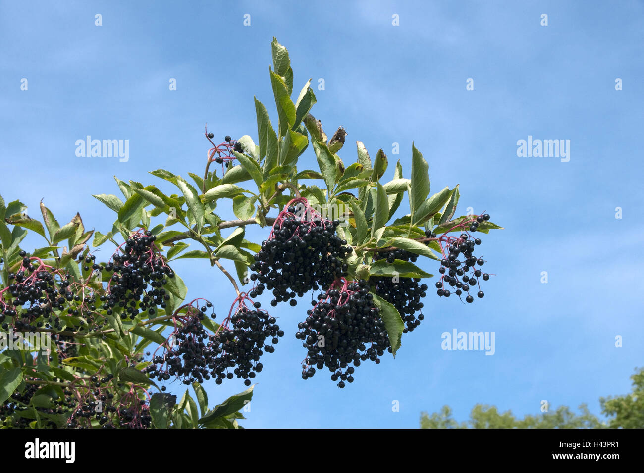 Schwarzer Holunder, Sambucus Nigra, Holunderbeeren, Beeren, Geißblatt ...