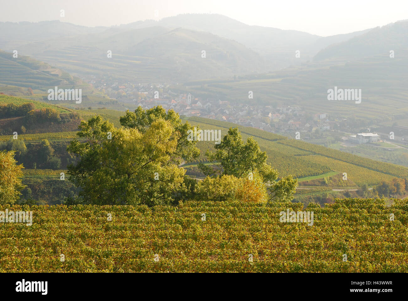 Germany baden wurttemberg kaiserstuhl wine terraces -Fotos und ...