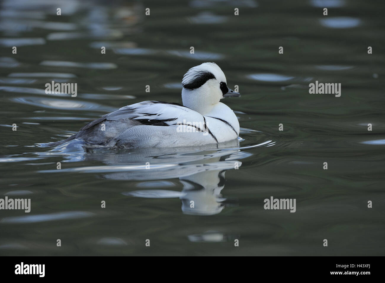 Ente, Zwergsäger, Mergellus Albellus, Männlich, Wasser, Wildpark ...