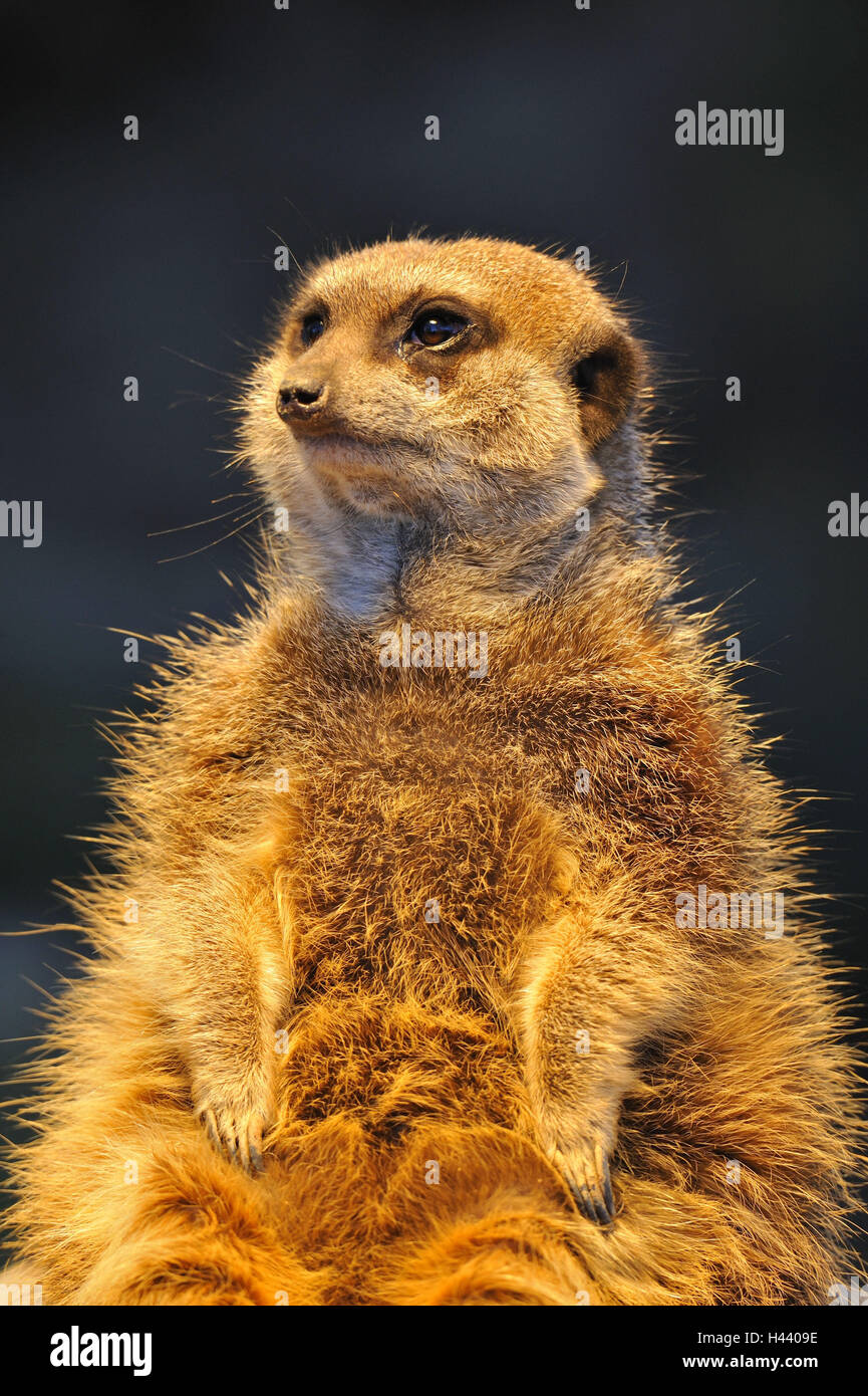 Halbe erde -Fotos und -Bildmaterial in hoher Auflösung – Alamy