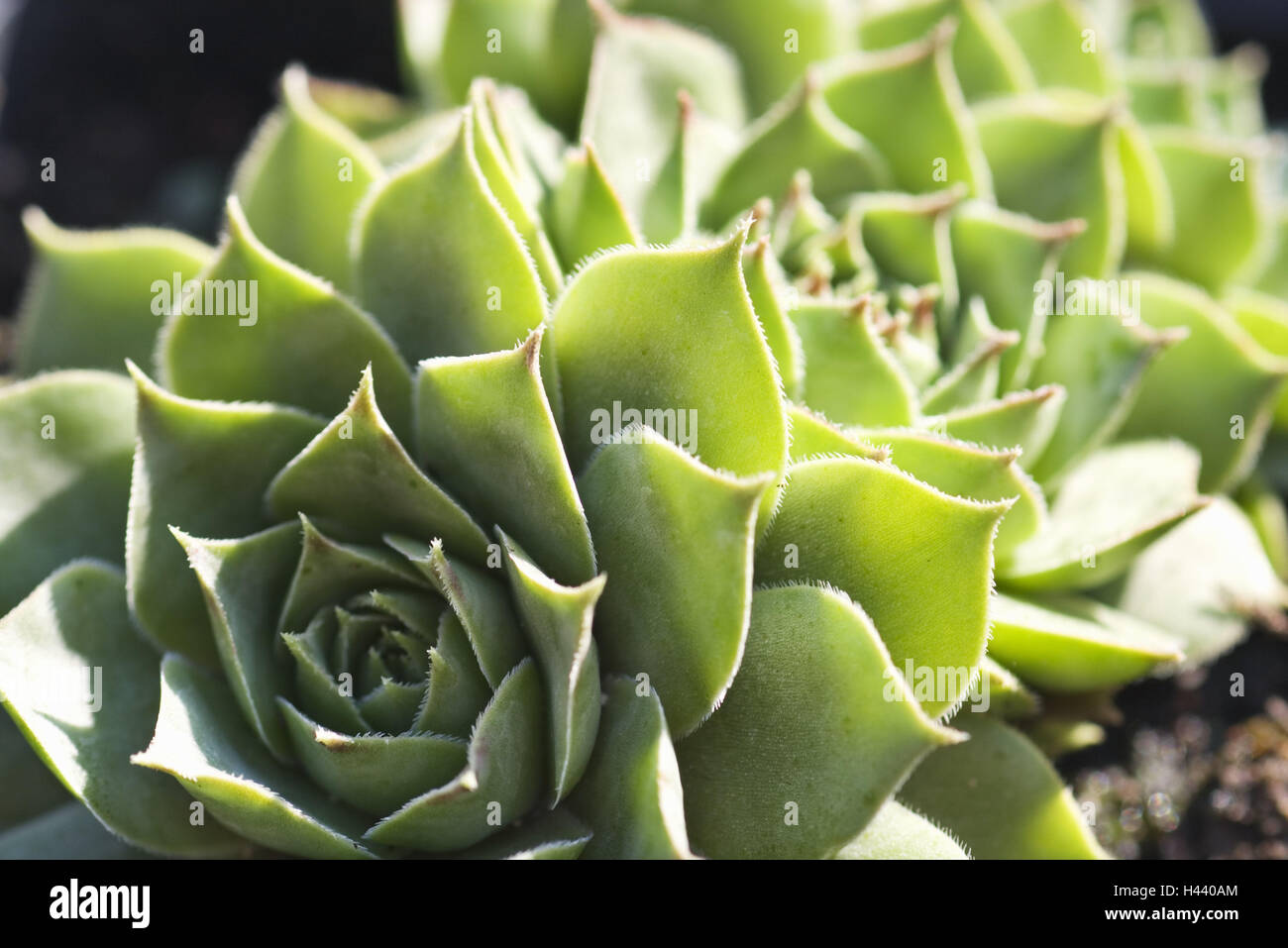 Rosetten -Fotos und -Bildmaterial in hoher Auflösung – Alamy