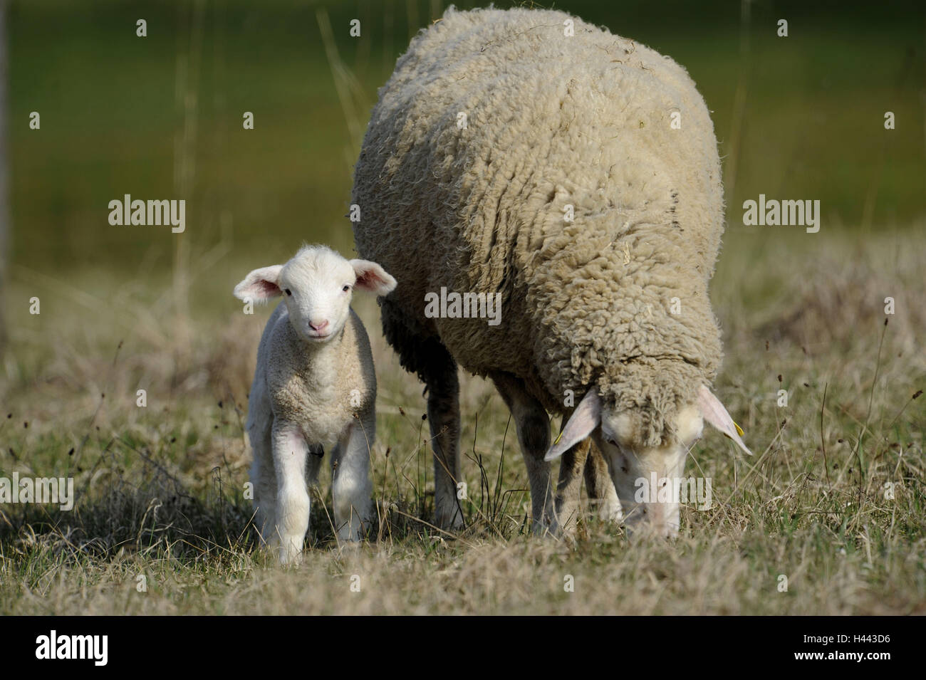 Wiese, Merino-Schafe, Mutter Tier, Essen, Lamm, Tiere, Säugetiere ...