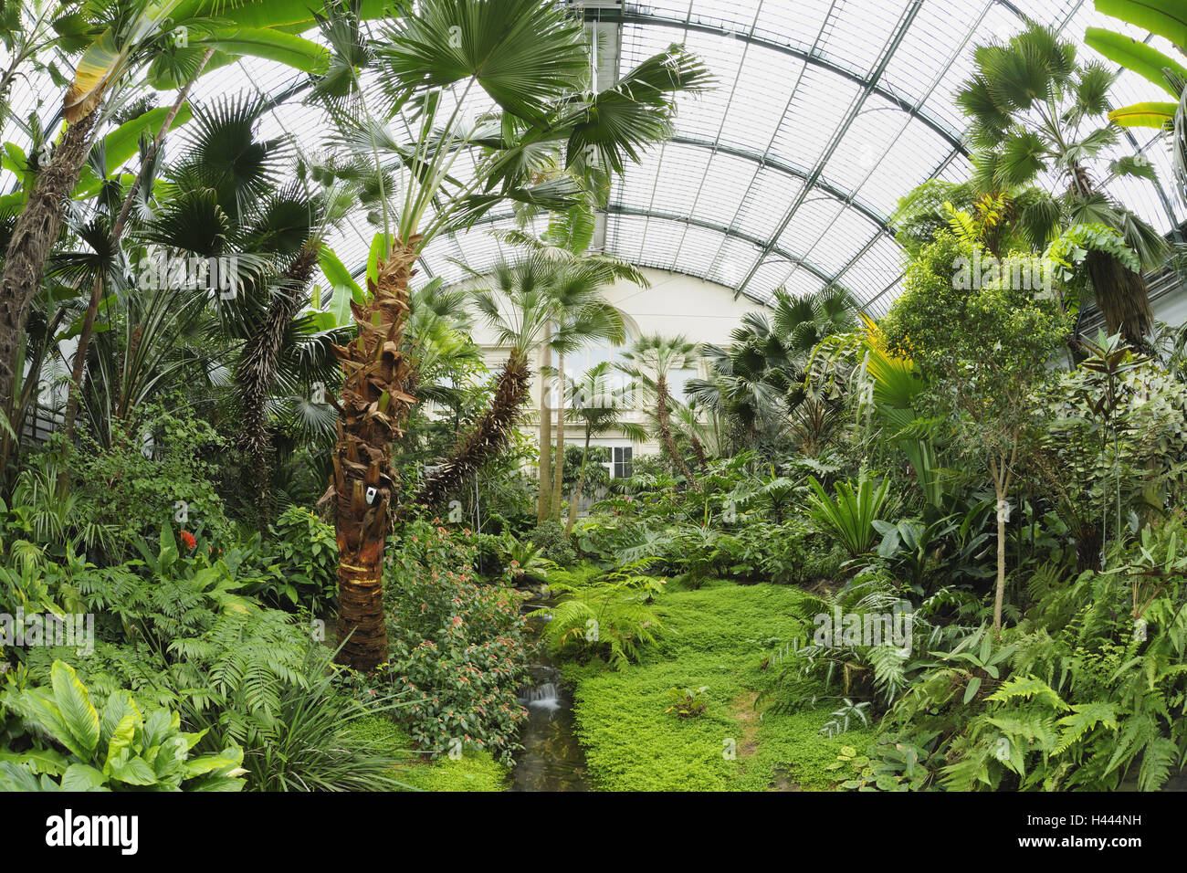 Glas, Dach, Palmenhaus, Palmengarten, Frankfurt am Main, Hessen ...