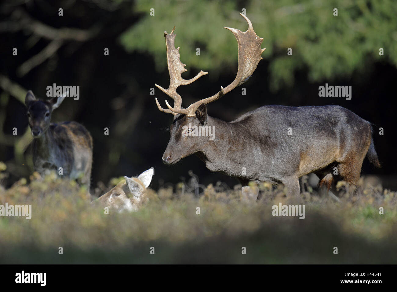 Herde Damwild Stockfotos und -bilder Kaufen - Alamy