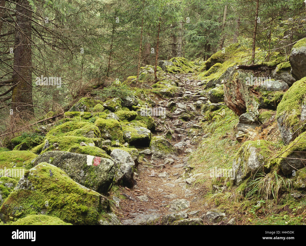 Österreich, Tirol, Stubai, Falbesontal, Wald Weg, Alpen, Alpzimmern ...