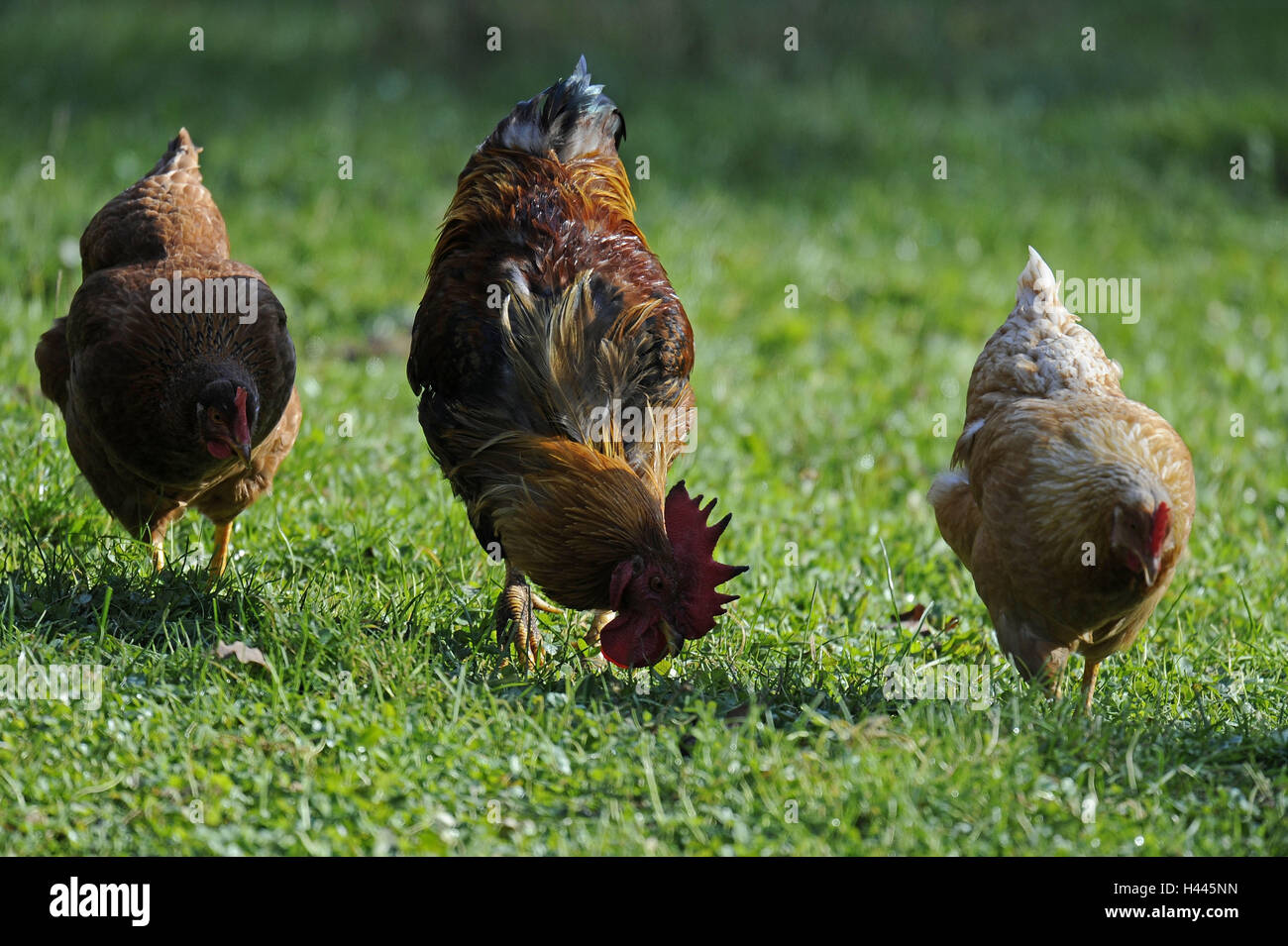 Welsumer bantam -Fotos und -Bildmaterial in hoher Auflösung – Alamy