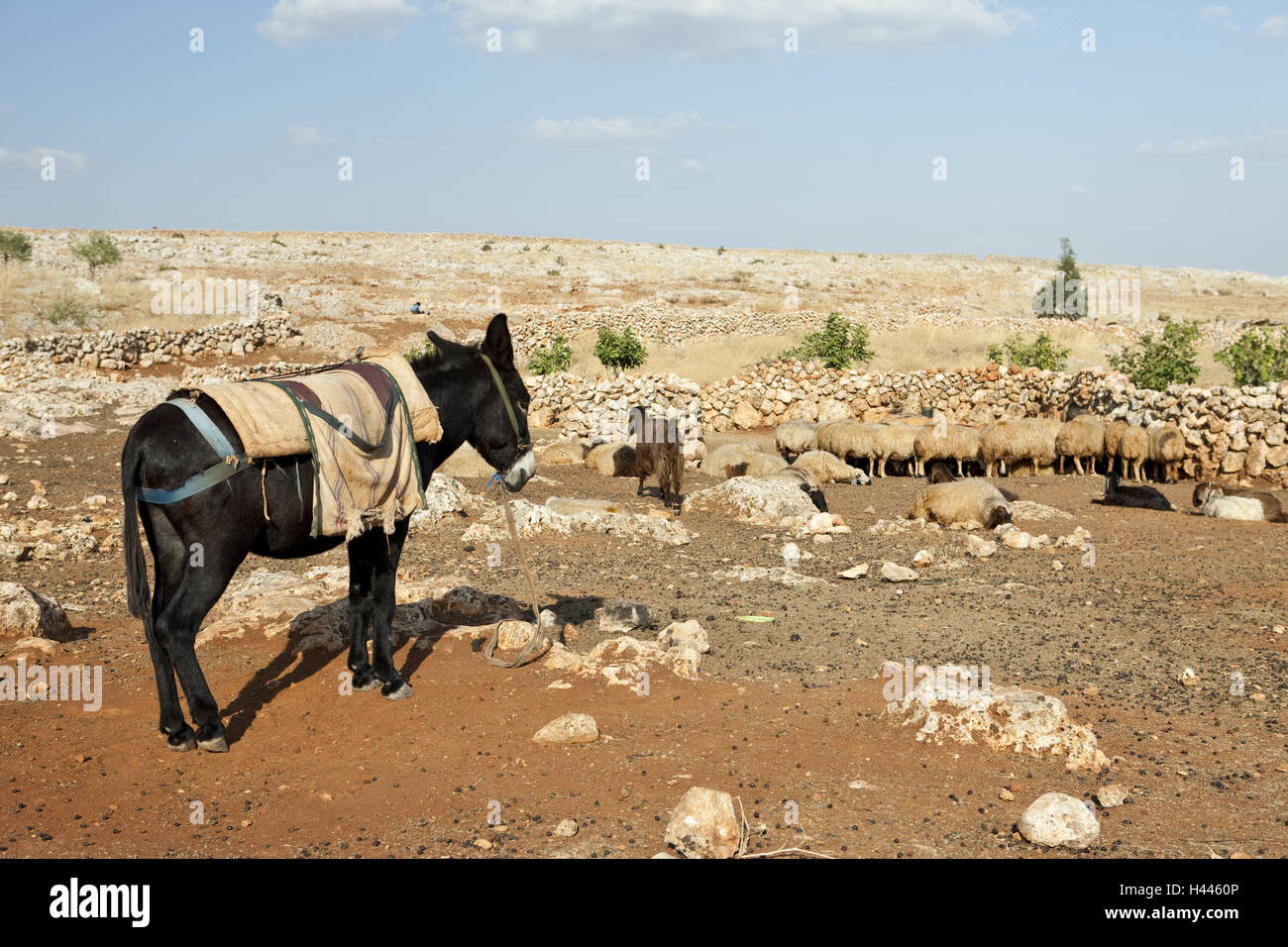 Bedouin sheep shepherd syria -Fotos und -Bildmaterial in hoher ...