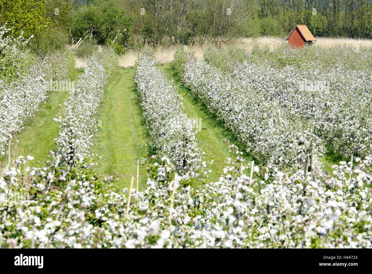 Altes Land, Obstplantage in Jork-Borstel Stockfotografie - Alamy