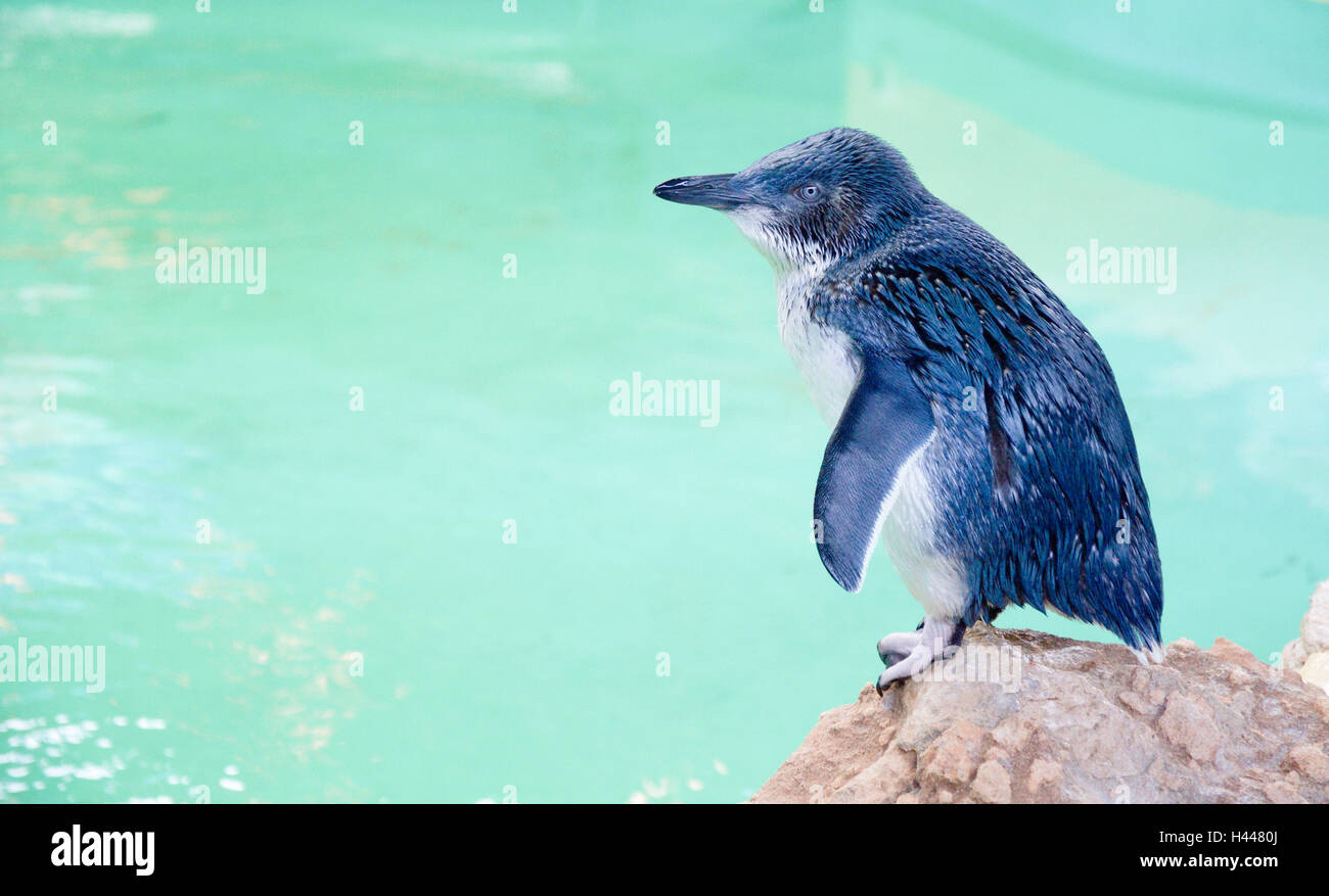 Fairy penguin -Fotos und -Bildmaterial in hoher Auflösung – Alamy
