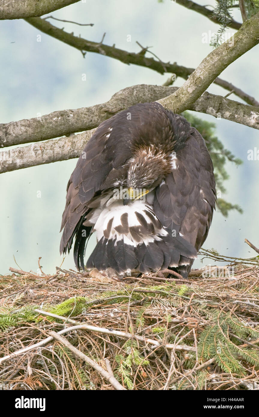 Adler horst -Fotos und -Bildmaterial in hoher Auflösung – Alamy