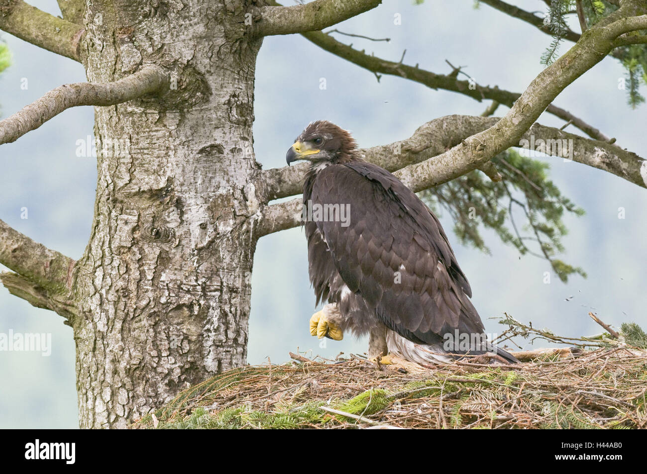 Adler horst -Fotos und -Bildmaterial in hoher Auflösung – Alamy