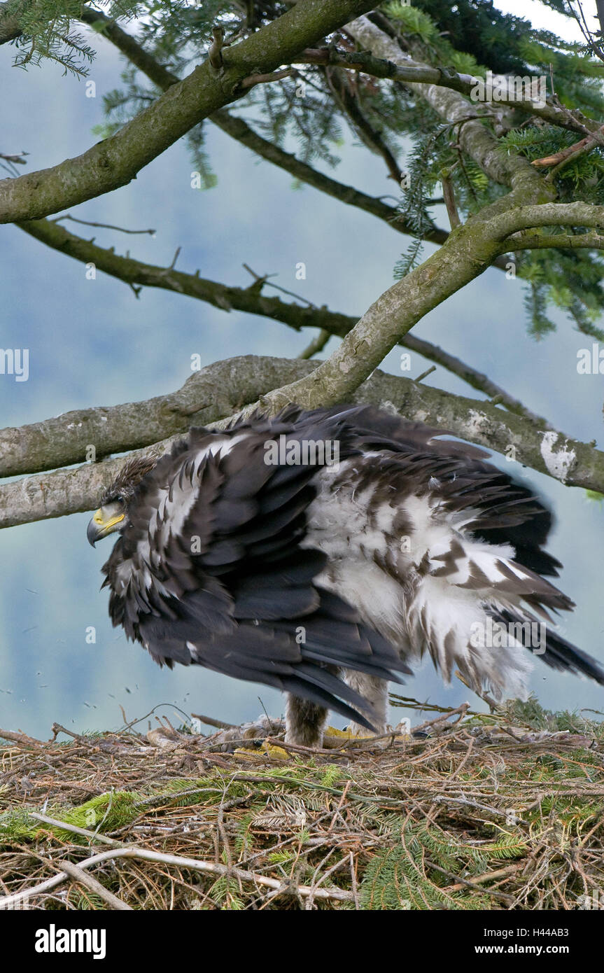 Seitenansicht des jungen adlers -Fotos und -Bildmaterial in hoher ...