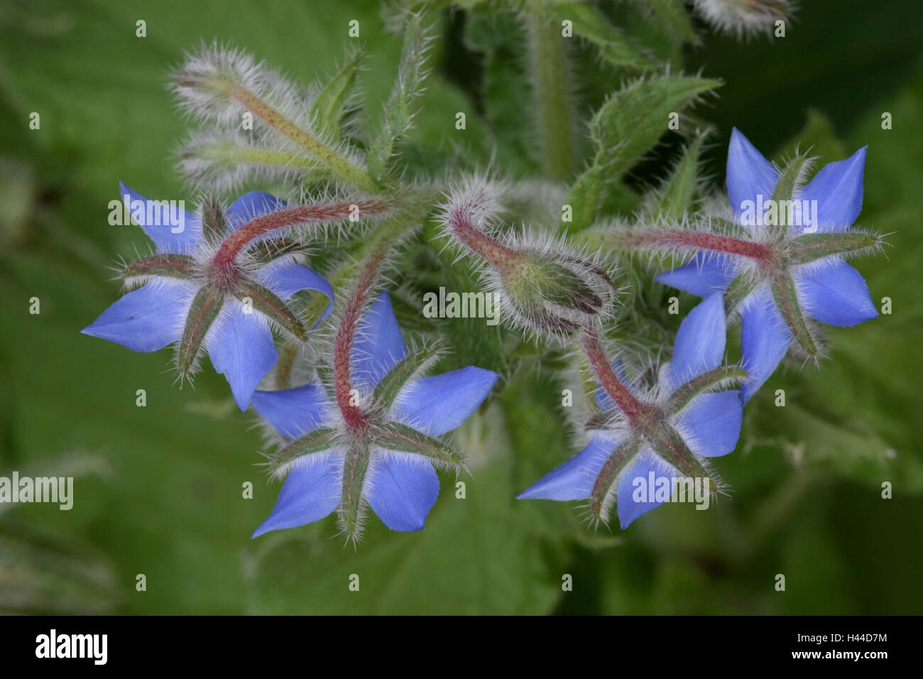 Borretsch borago officinalis -Fotos und -Bildmaterial in hoher ...