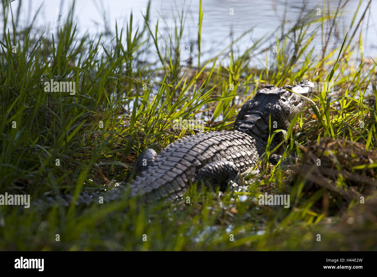 Afrika, Botswana, North West District, Okawango-Delta, Moremi ...