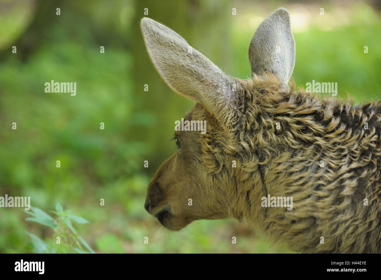 Kleines Kalb Stockfotos und -bilder Kaufen - Alamy