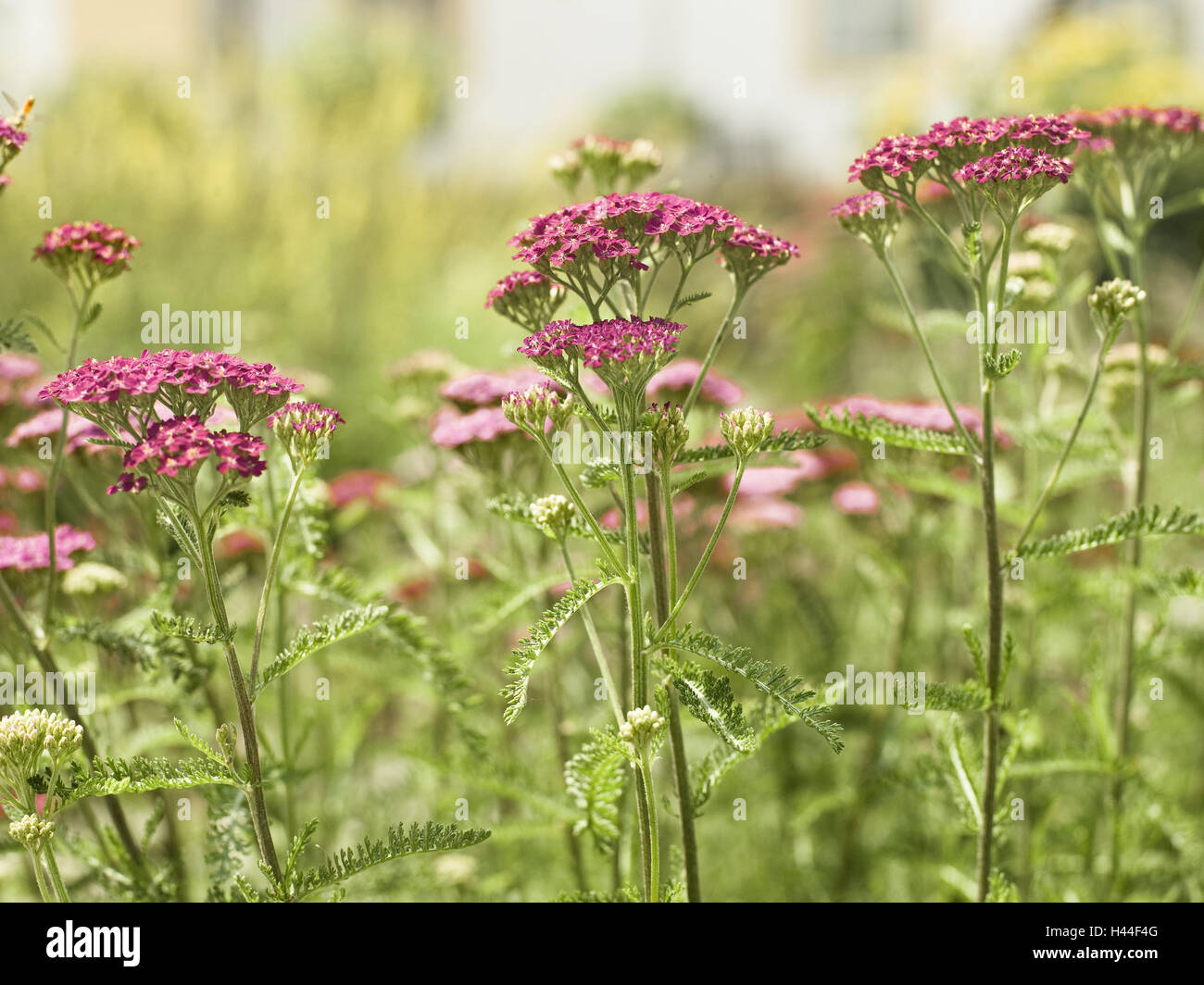 Gemeinsamen Schafgarbe, Achillea Millefolium 'Paprika', Detail, Blüten ...