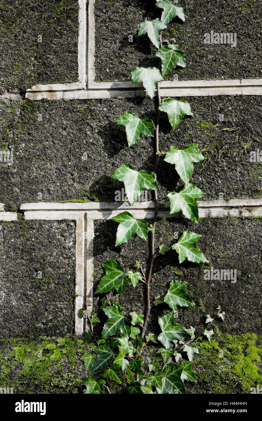 Efeu ranke -Fotos und -Bildmaterial in hoher Auflösung – Alamy