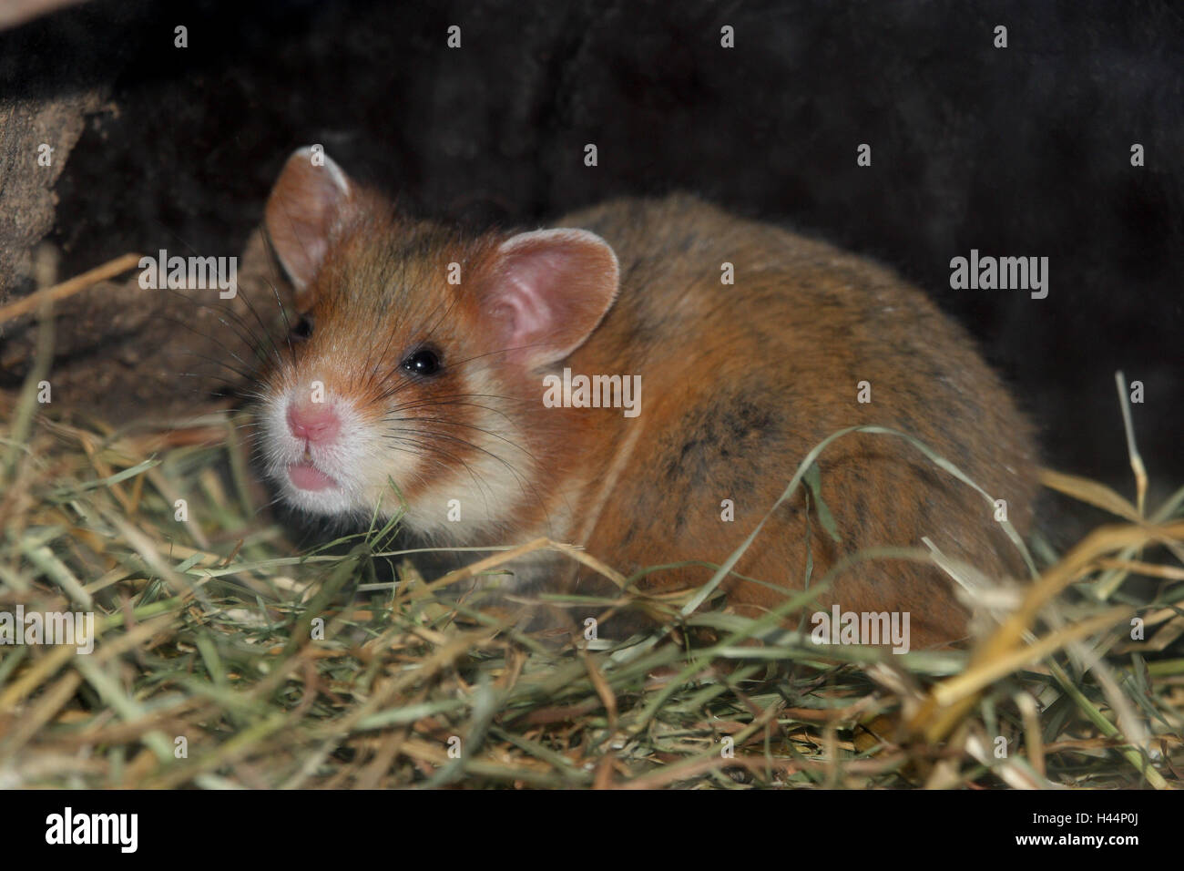 Junges tier im bau -Fotos und -Bildmaterial in hoher Auflösung – Alamy