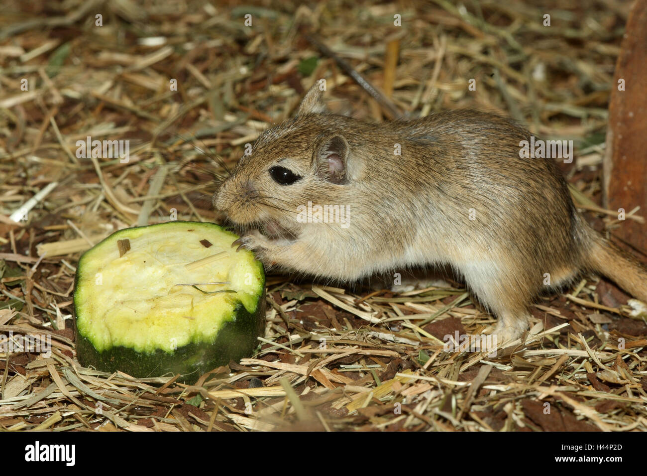 Maus fressen -Fotos und -Bildmaterial in hoher Auflösung – Alamy